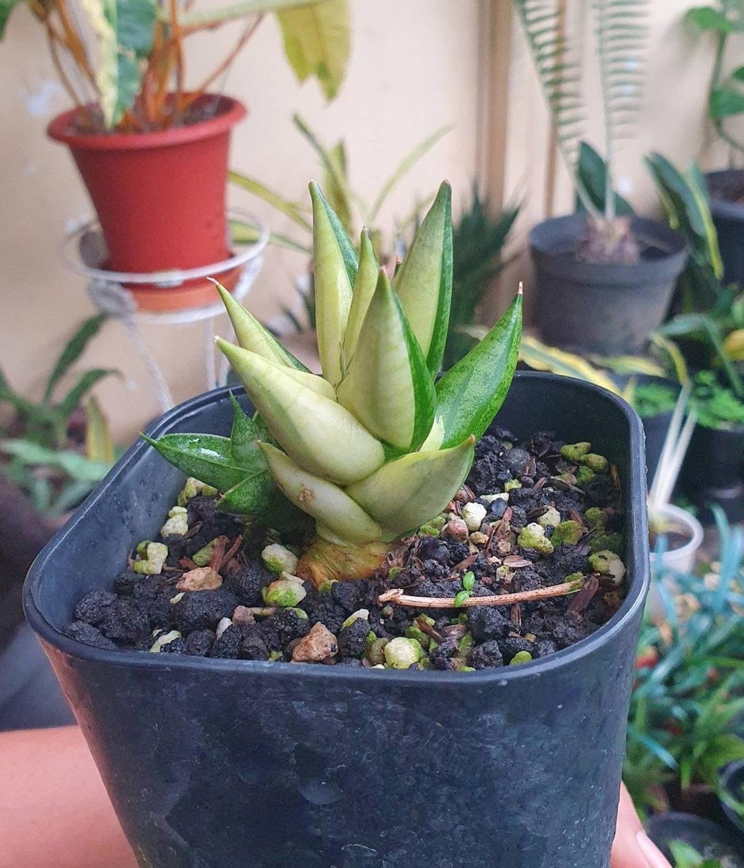 RARE Sansevieria Boncel Ming Manee White Variegated || Free ...