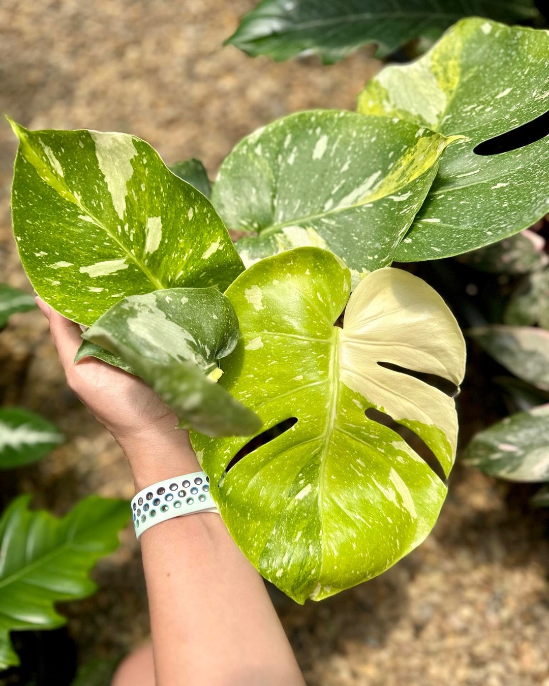 RARE Monstera Miracle Tricolo Free Phytosanitary Certficate DHL Express ...