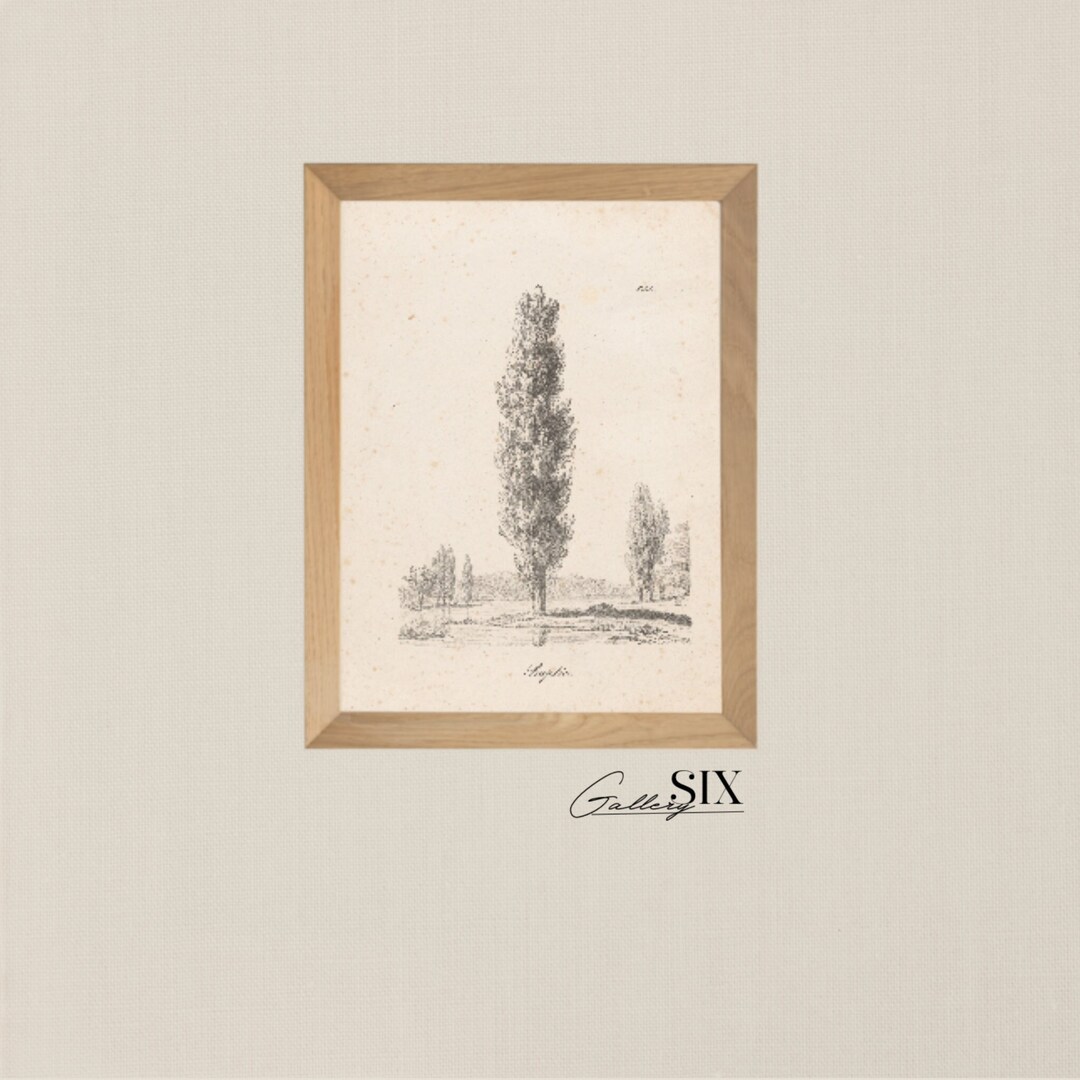 PRINTABLE Vintage Poplar Tree Botanical Print - Etsy