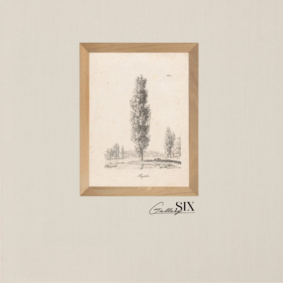 PRINTABLE Vintage Poplar Tree Botanical Print - Etsy