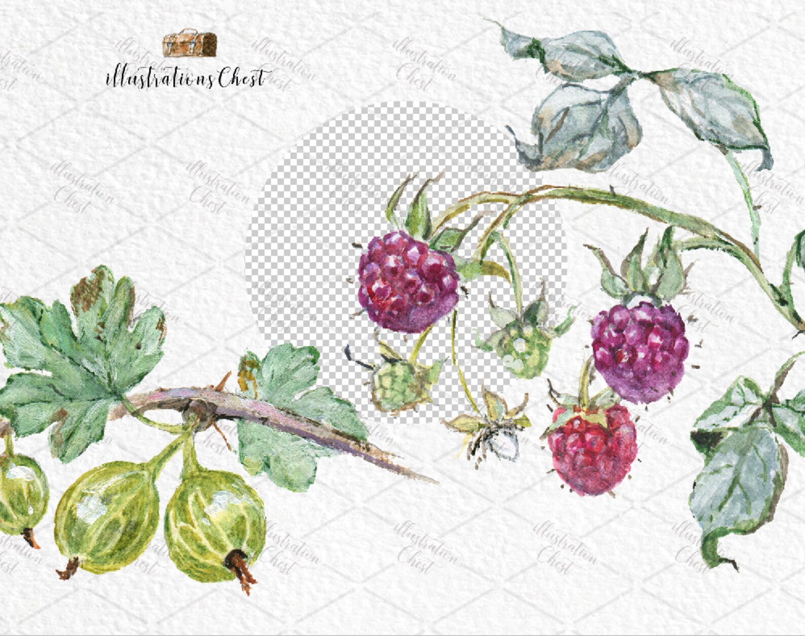 Cartoon Cute Wild Berries Clipart Watercolor Leaves Berries Clipart ...