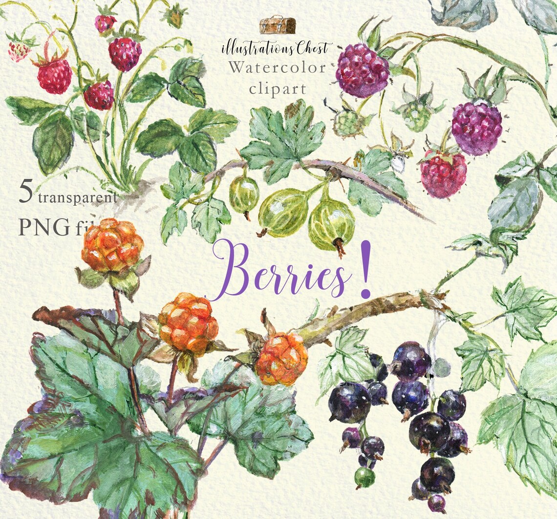 Cartoon Cute Wild Berries Clipart Watercolor Leaves Berries Clipart ...