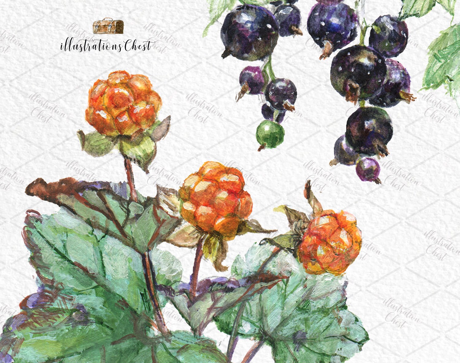 Cartoon Cute Wild Berries Clipart Watercolor Leaves Berries Clipart ...