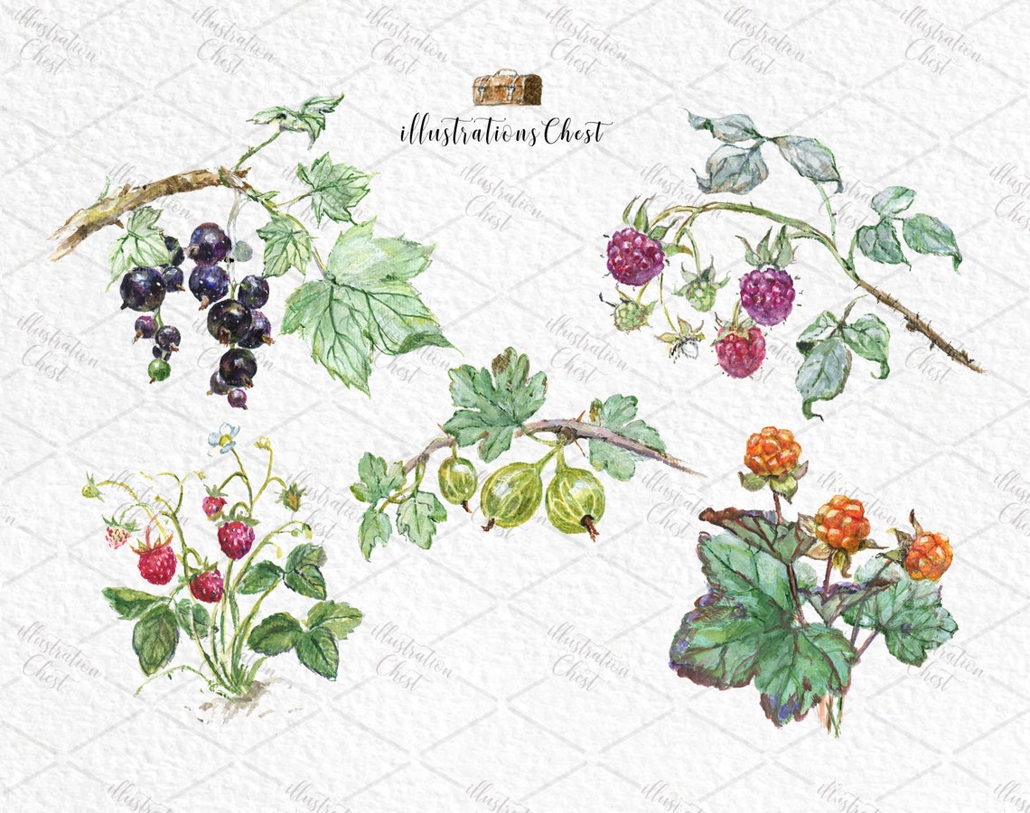 Cartoon Cute Wild Berries Clipart Watercolor Leaves Berries Clipart ...