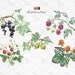 Cartoon Cute Wild Berries Clipart Watercolor Leaves Berries Clipart ...