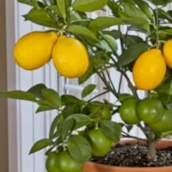Dwarf Meyer Lemon Tree - Etsy
