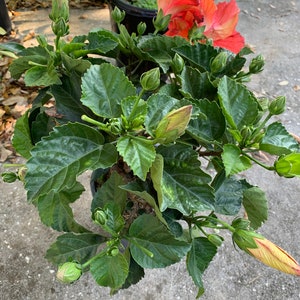 Tropical Hibiscus -red- Rosa Sinesis - 5 Inch Pot - Etsy