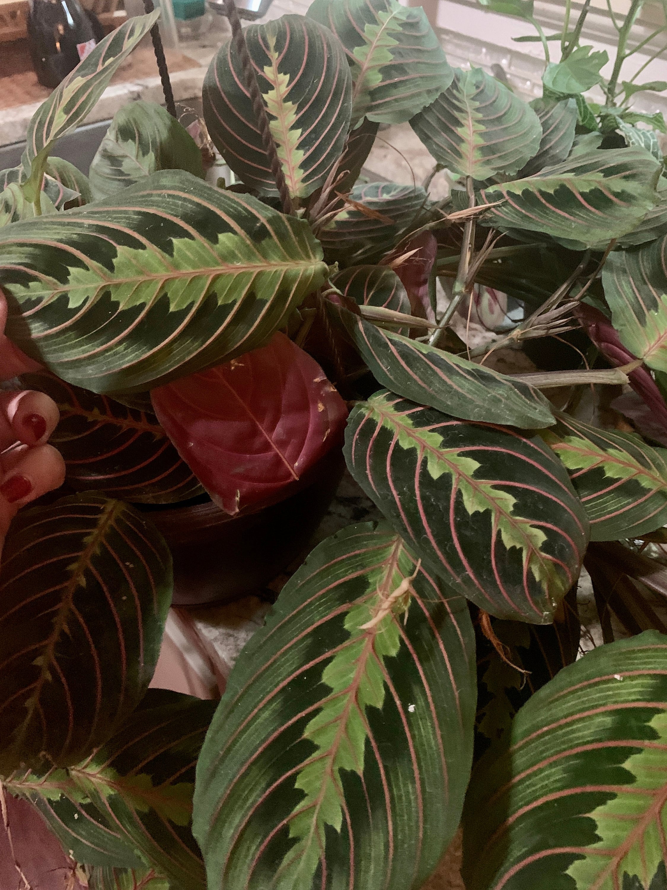 Red Prayer Plant Hanging Basket 6 Inch Pot Maranta - Etsy