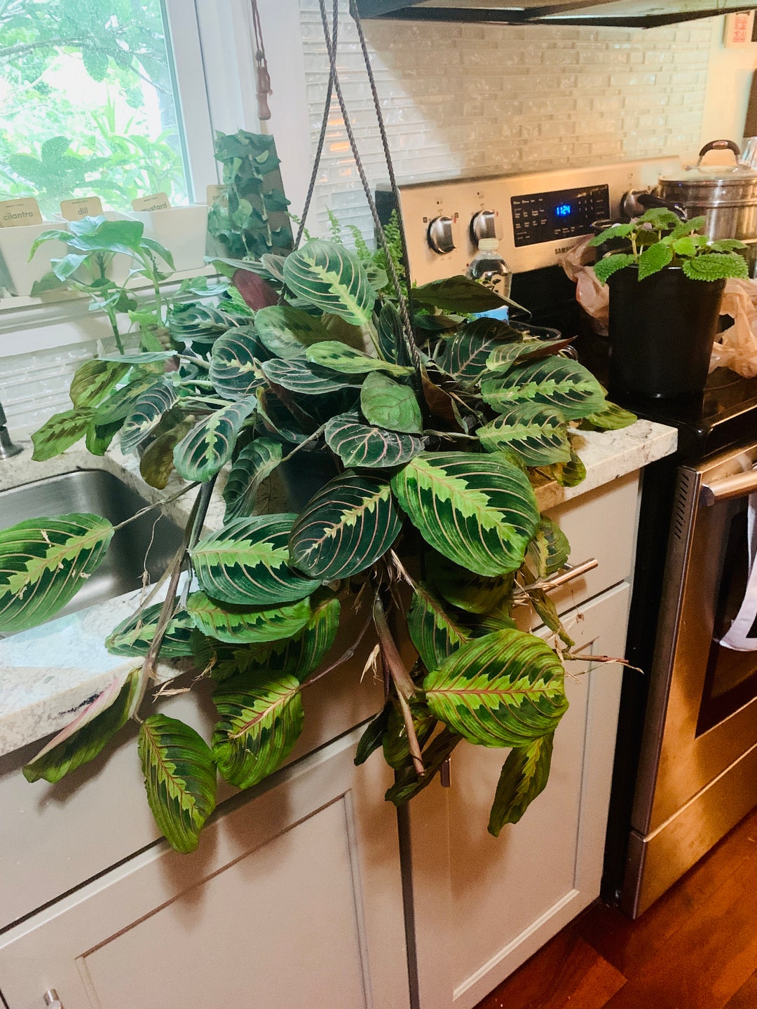 Red Prayer Plant Hanging Basket 6 Inch Pot Maranta - Etsy