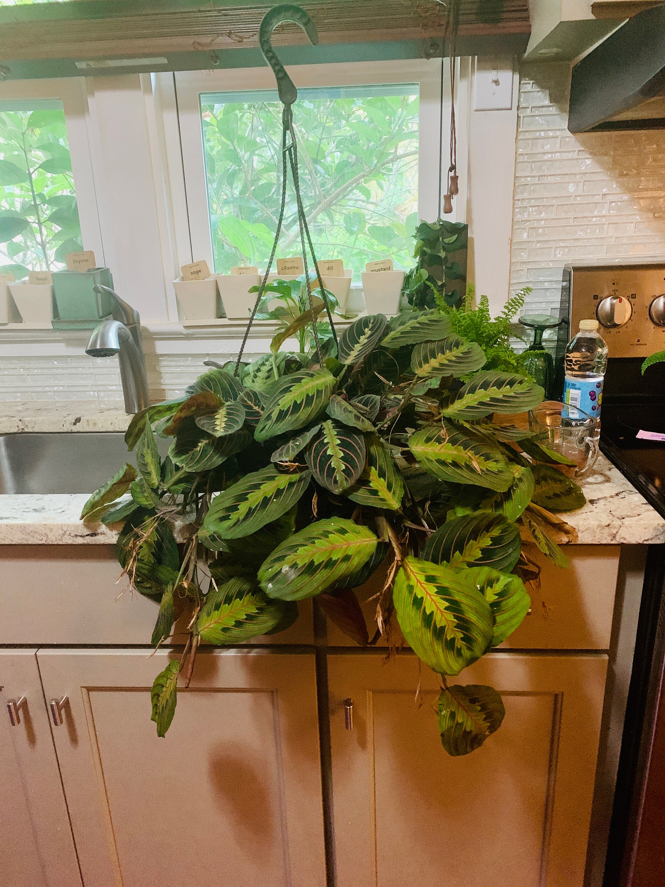 Red Prayer Plant Hanging Basket 6 Inch Pot Maranta - Etsy