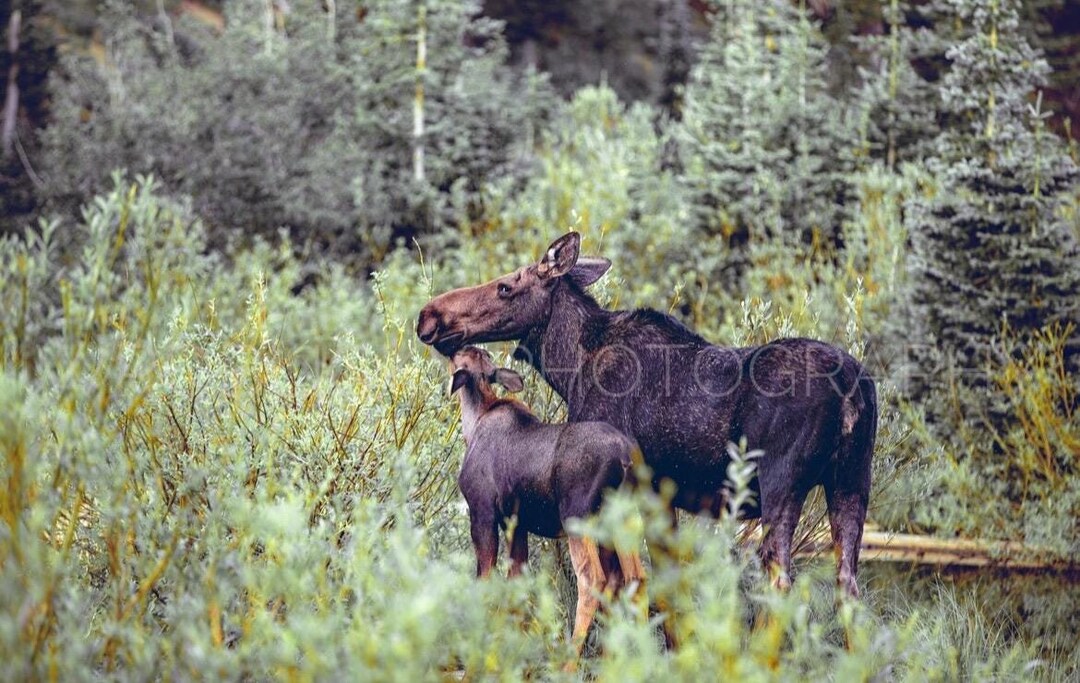 Mama Moose and Her Calf in Northern Utah, Wasatch Back Wildlife Fine ...