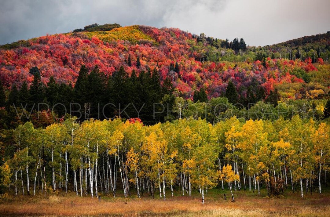Aspen and Maple Trees in the Fall Northern Utah Wasatch Mountains ...