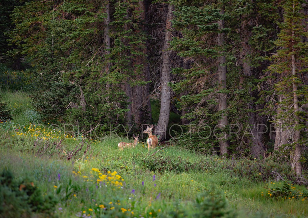 Deer and Fawn in Wildflower Meadow in Northern Utah Mountains, Wasatch ...