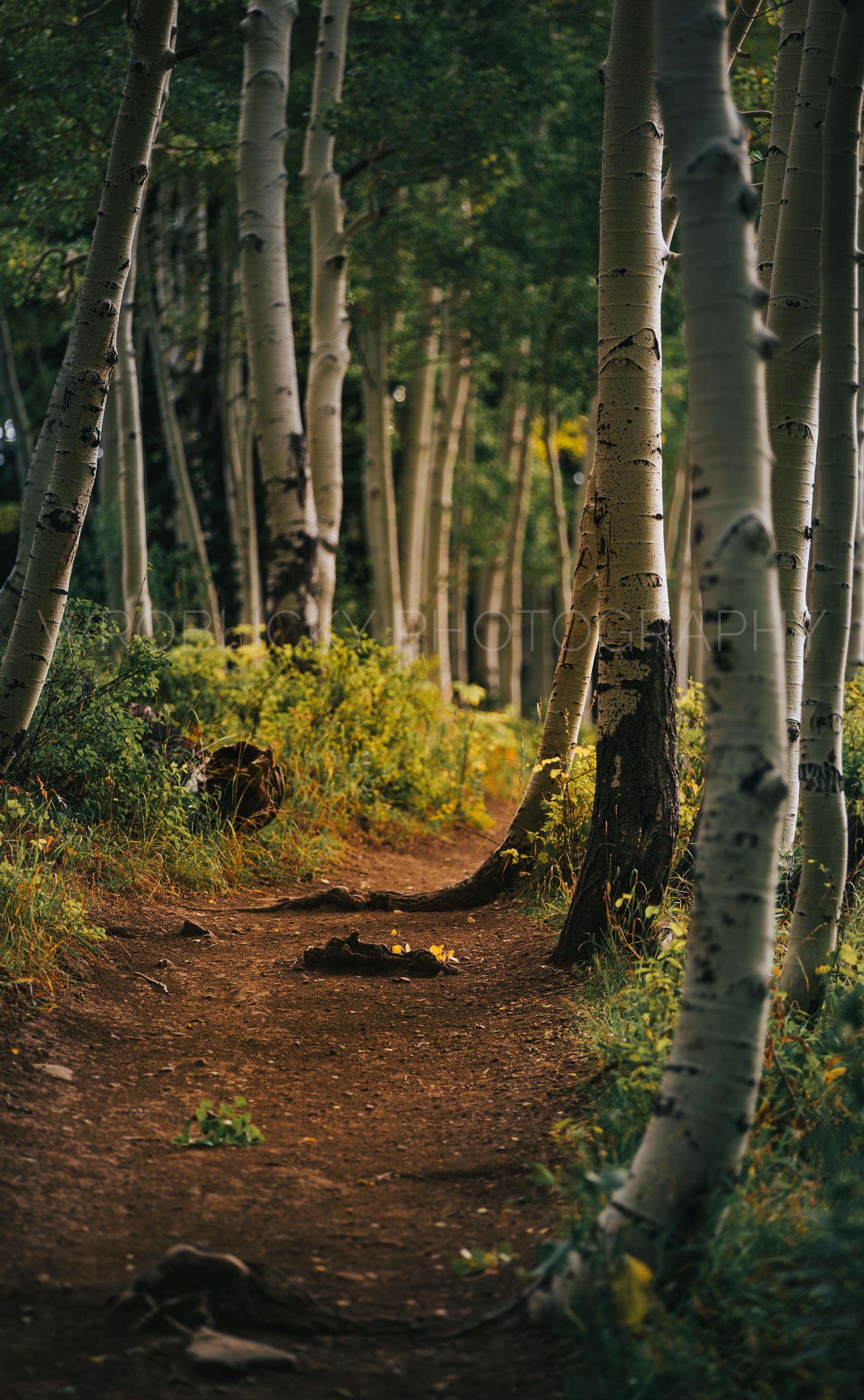 Dreamy Trail in the Woods Photography Print, Aspen Trees in Northern ...