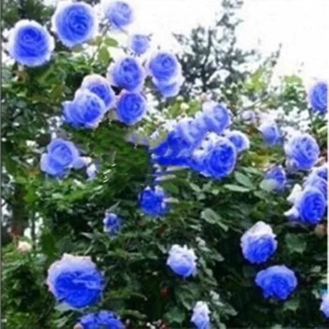 Rare Blue Rose Seeds Your Garden Home and Tarrace Garden 20 - Etsy
