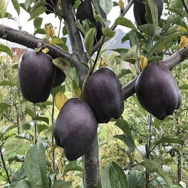 Black Diamond Apple Tree - Etsy