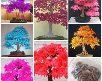 Rare Maple Tree - Etsy