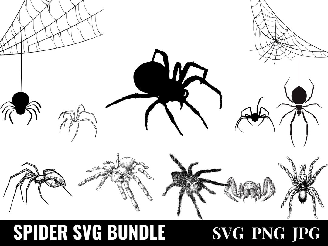Spider Web SVG / Spiders and Spider Web SVG Files / Clipart PNG ...