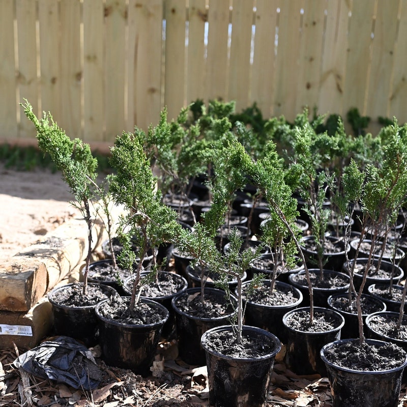 Japanese Juniper - Etsy