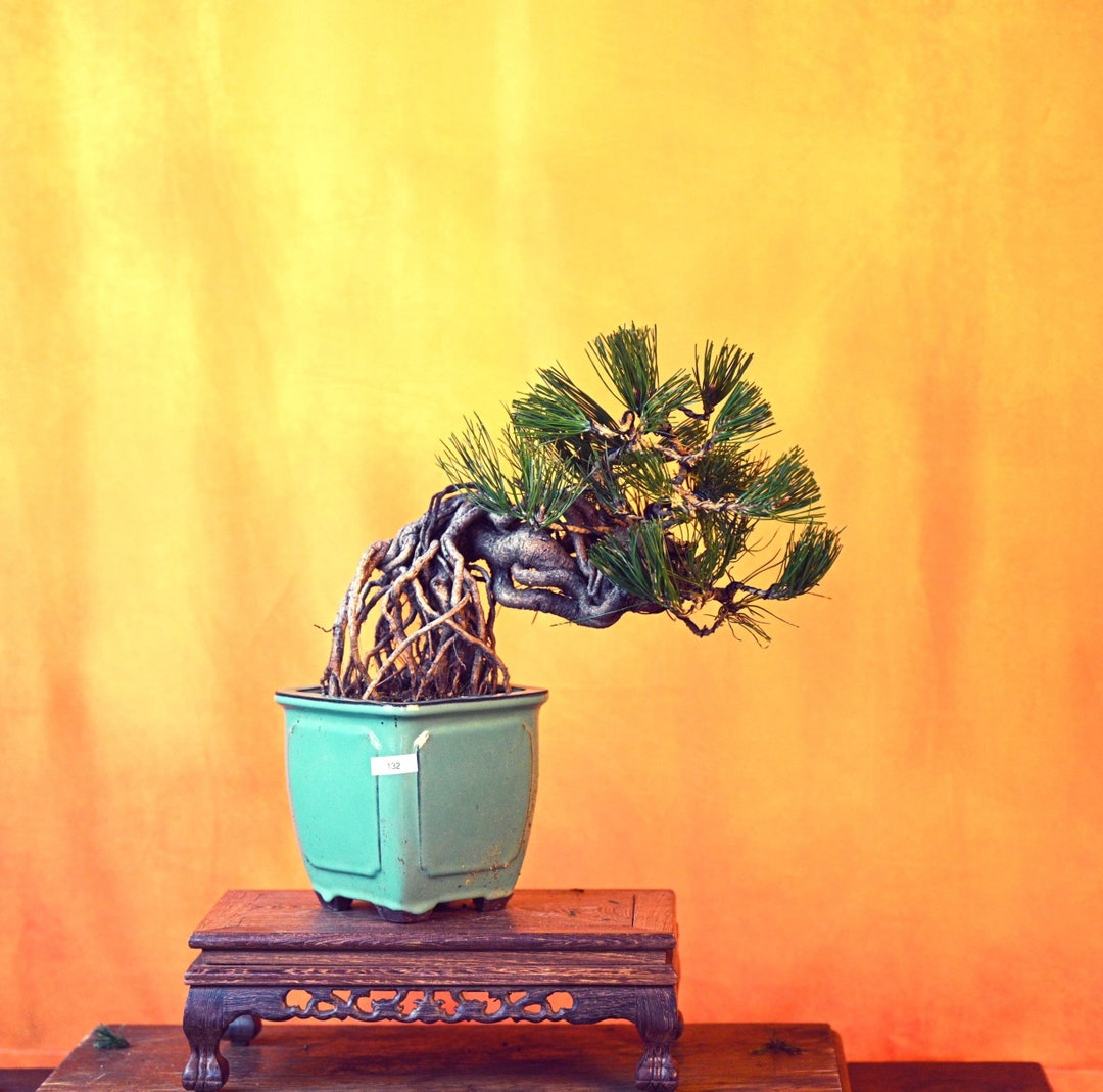 Live Neagari Style exposed Roots Black Pine Outdoor Bonsai Tree With ...