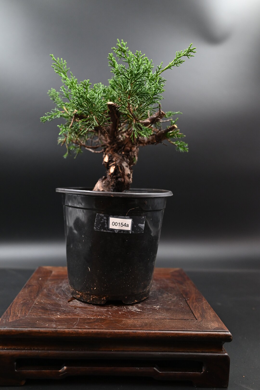 Live Shimpaku Juniper Outdoor Bonsai Tree ; With Decorative Container ...