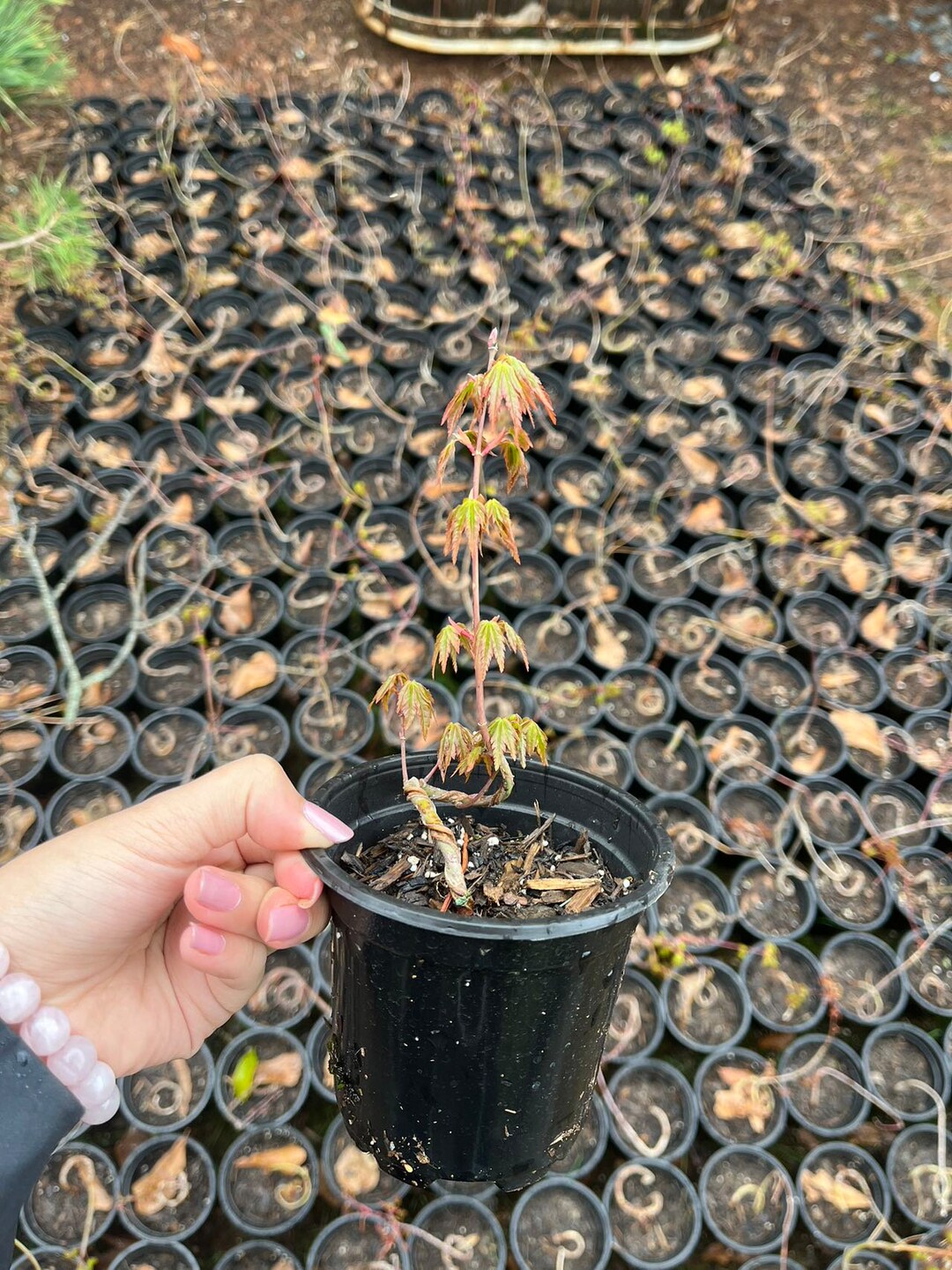 Live Acer Palmatum Seedlings mostly Sprouted With Nutrition Soil - Etsy UK