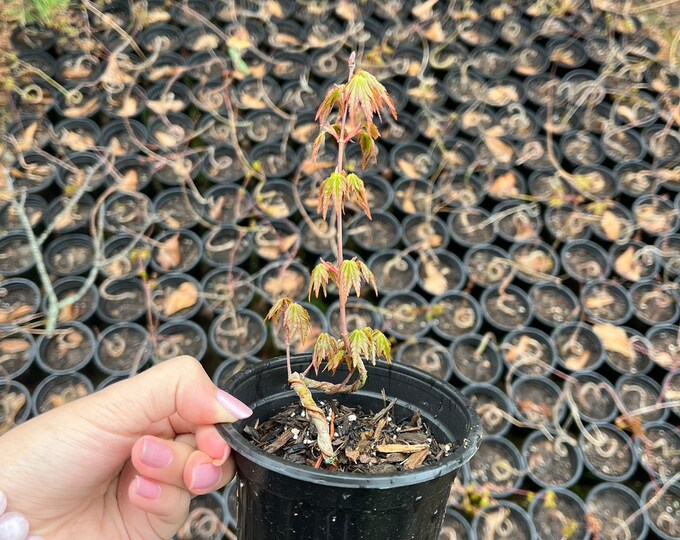 Japanese Laceleaf Maple Tree Sapling Acer Palmatum Variety Dissectum - Etsy