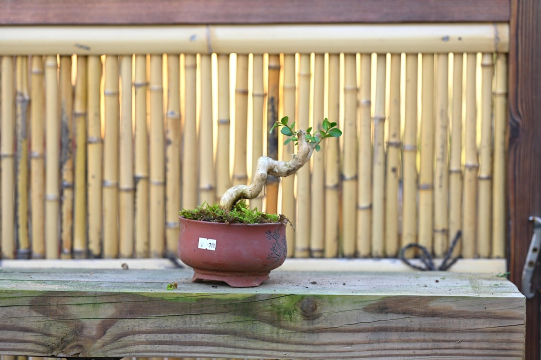 Live Woodbox Outdoor Mini Bonsai Tree With Decorative - Etsy