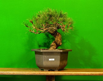 Live Japanese White Pine five Needle With Decorative Container Same as ...