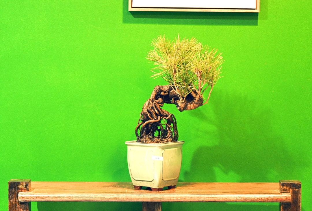 Live Neagari Style ("exposed Roots") Black Pine Outdoor Bonsai Tree ...