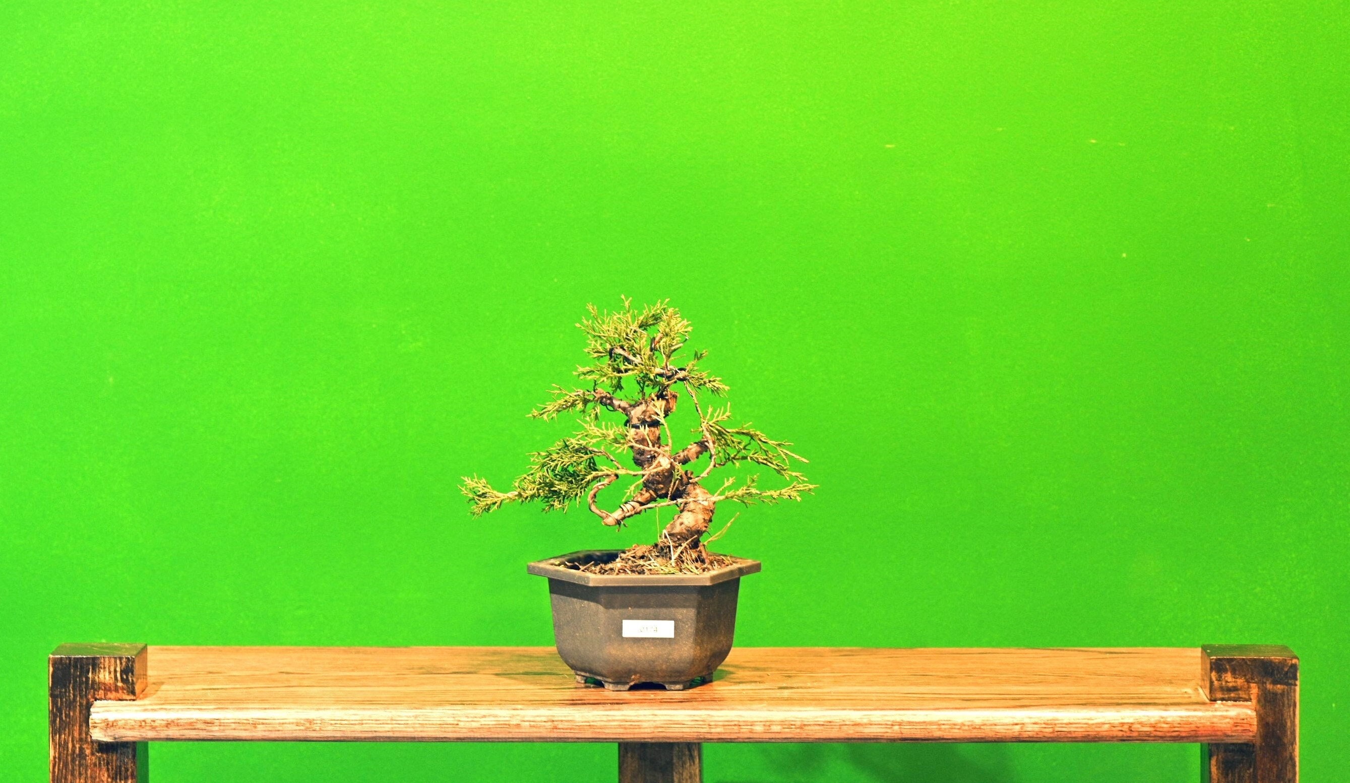 White Oak Bonsai