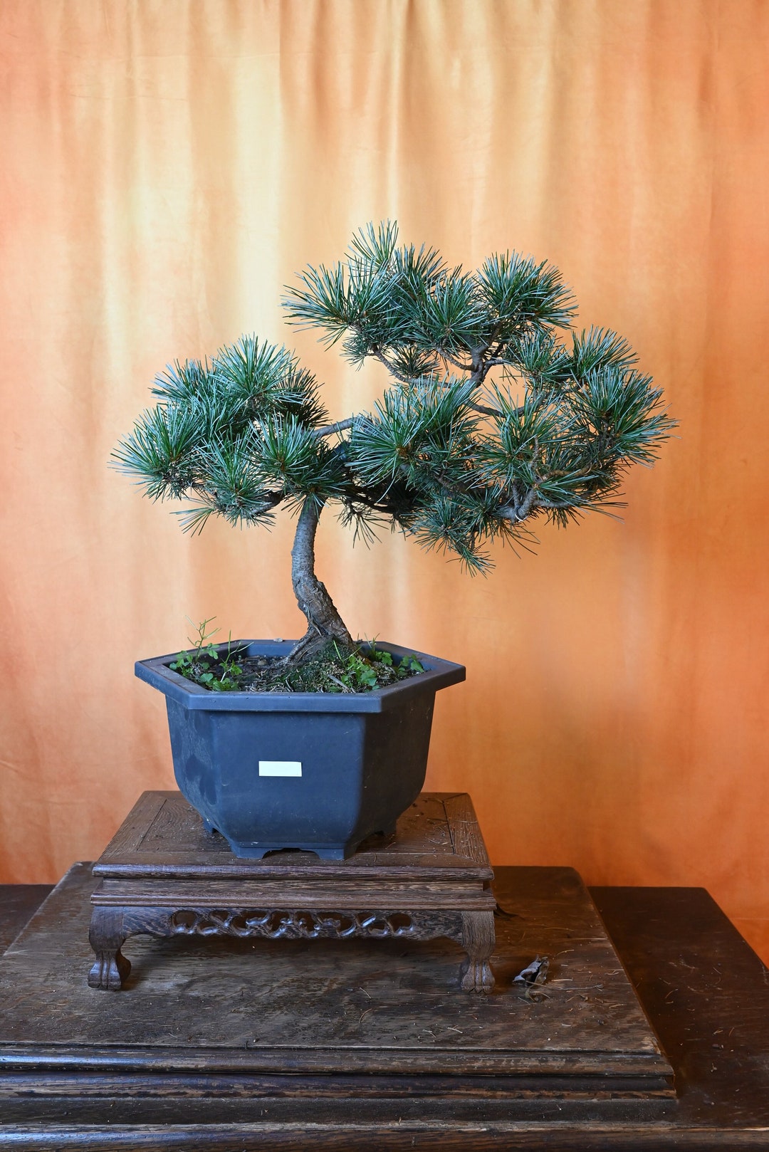 Live Japanese White Pine five Needle With Decorative Container Same as ...