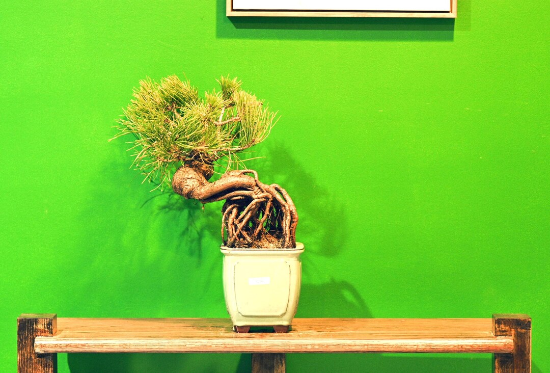 Live Neagari Style ("exposed Roots") Black Pine Outdoor Bonsai Tree ...