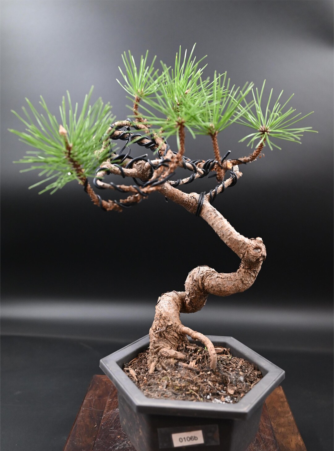 Live Pre-bonsai Black Pine (trained) ; With Nutrition Soil - Etsy