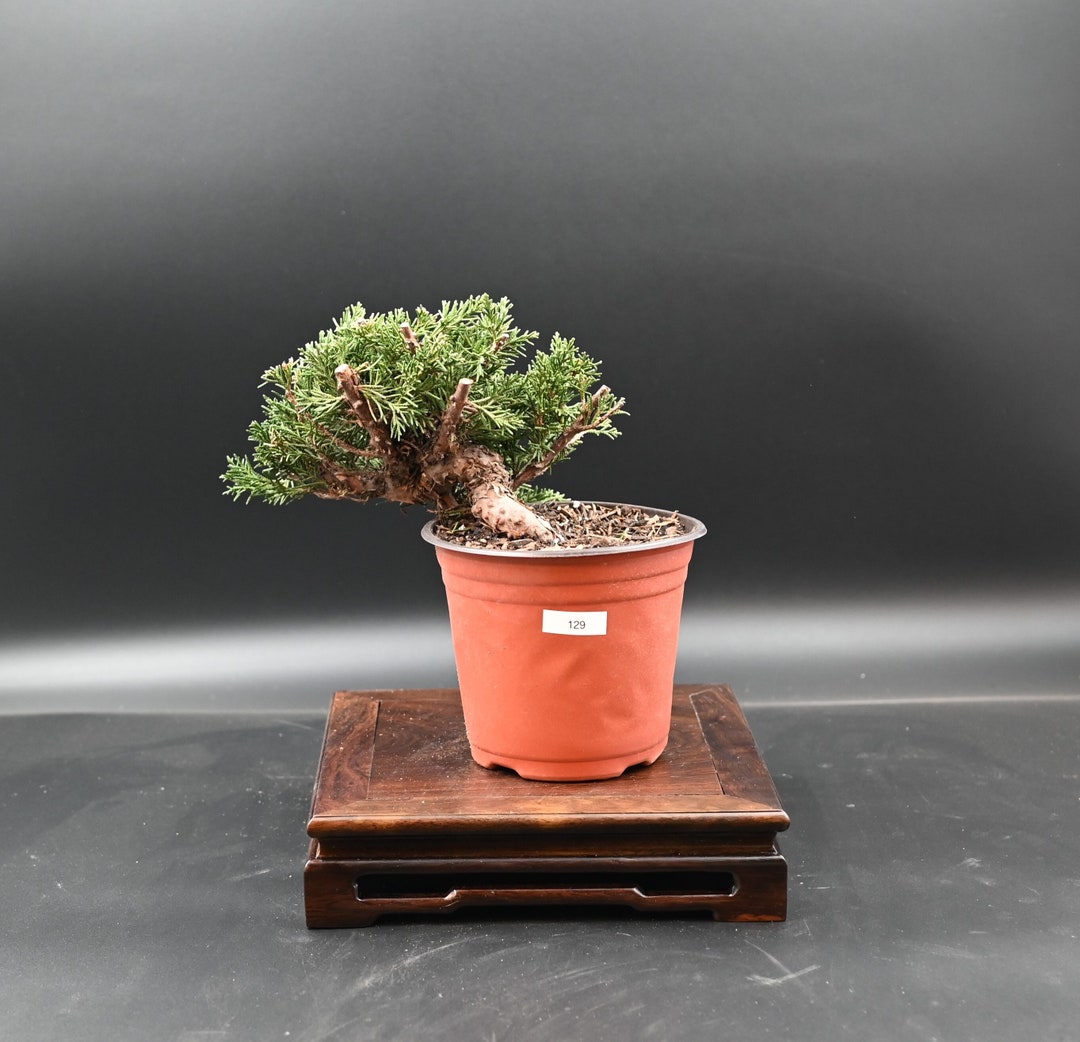Live Shimpaku Juniper Outdoor Bonsai Tree ; With Decorative Container ...