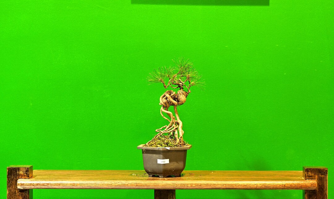 Live Neagari Style ("exposed Roots") Black Pine Outdoor Bonsai Tree ...