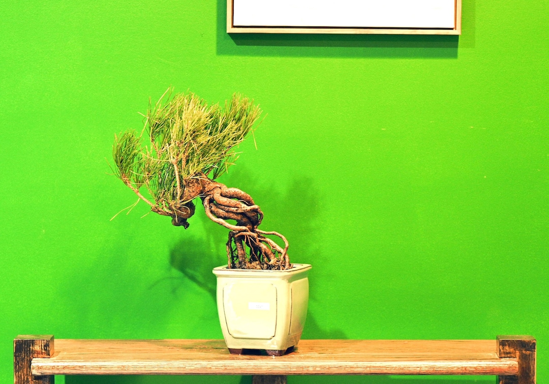 Live Neagari Style ("exposed Roots") Black Pine Outdoor Bonsai Tree ...