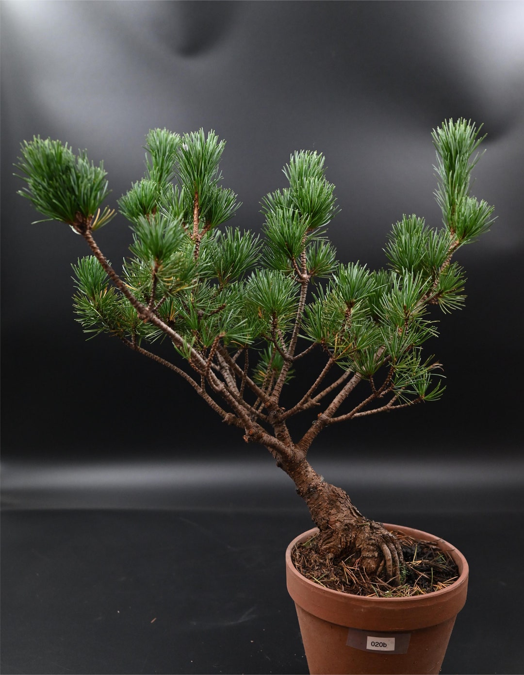 Live Japanese White Pine "five Needle" With Decorative Container Same ...