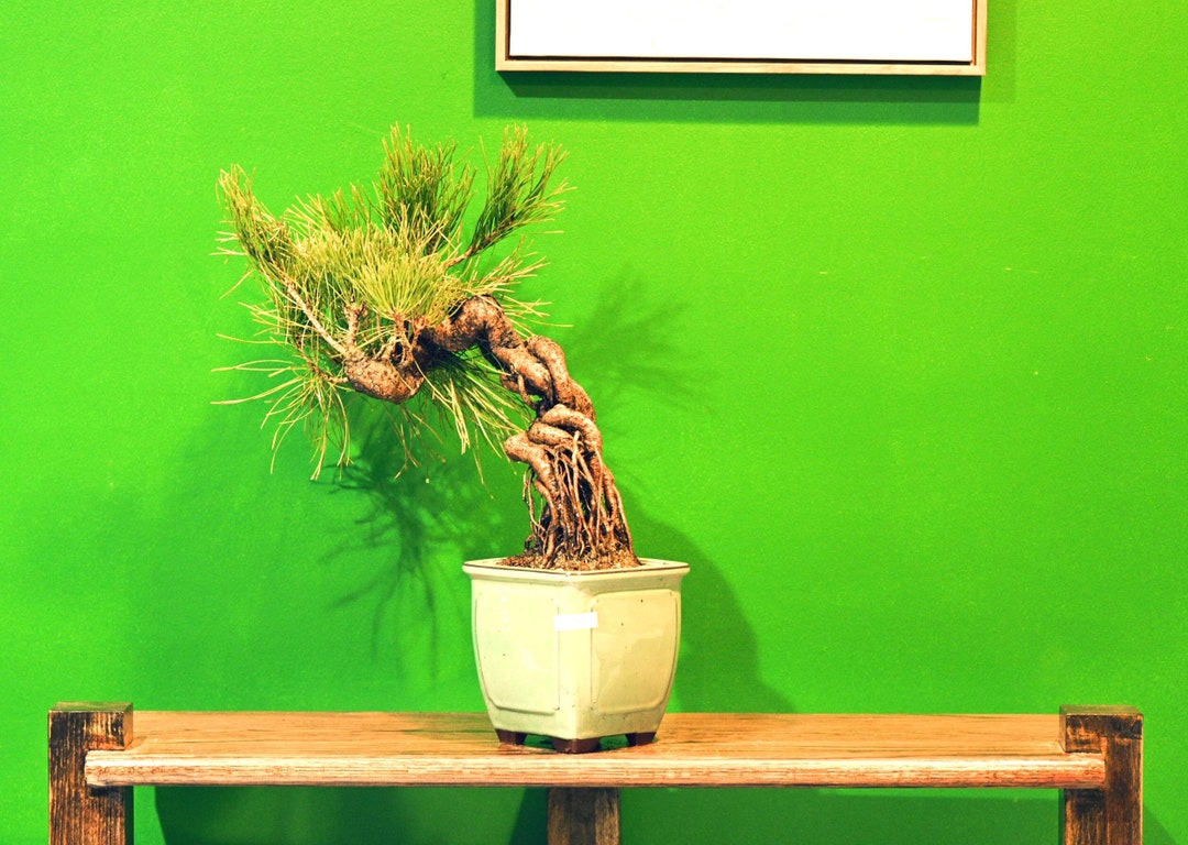 Live Neagari Style ("exposed Roots") Black Pine Outdoor Bonsai Tree ...