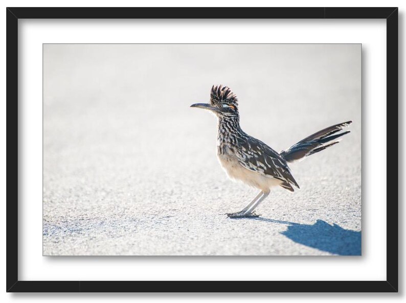 Roadrunner on Street- Digital Download- Wall Art, Decor, Gift - Fine ...