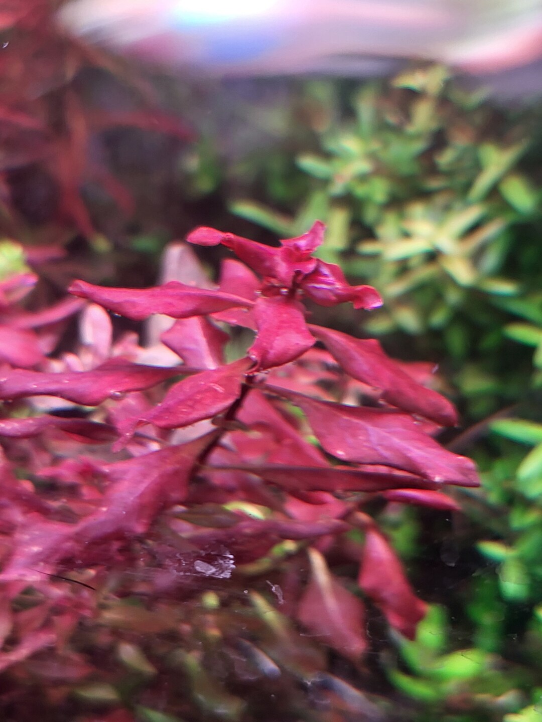 5x Ludwigia Super Red - Etsy