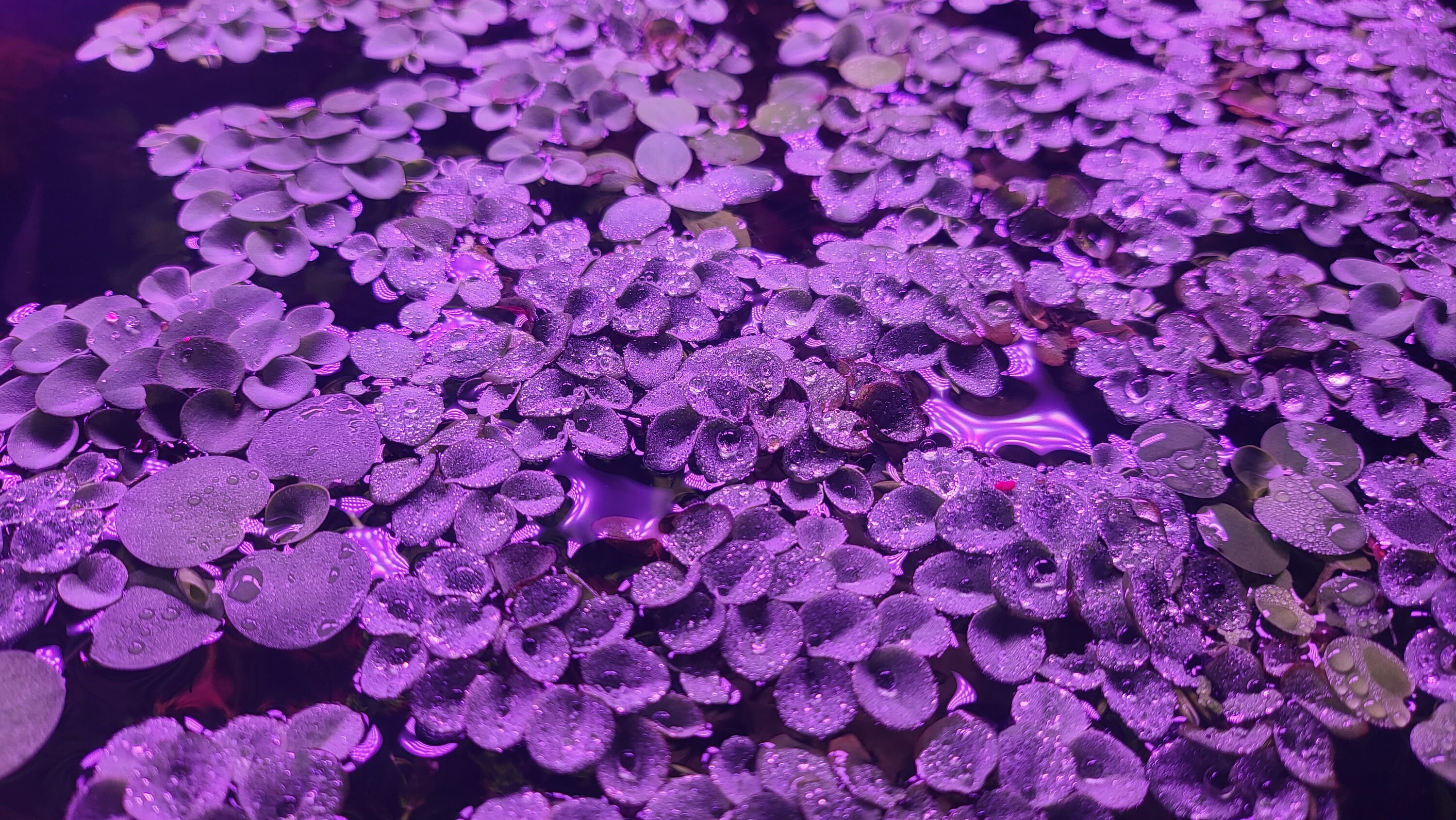 15 Salvina Cucullata Floating Plants - Etsy