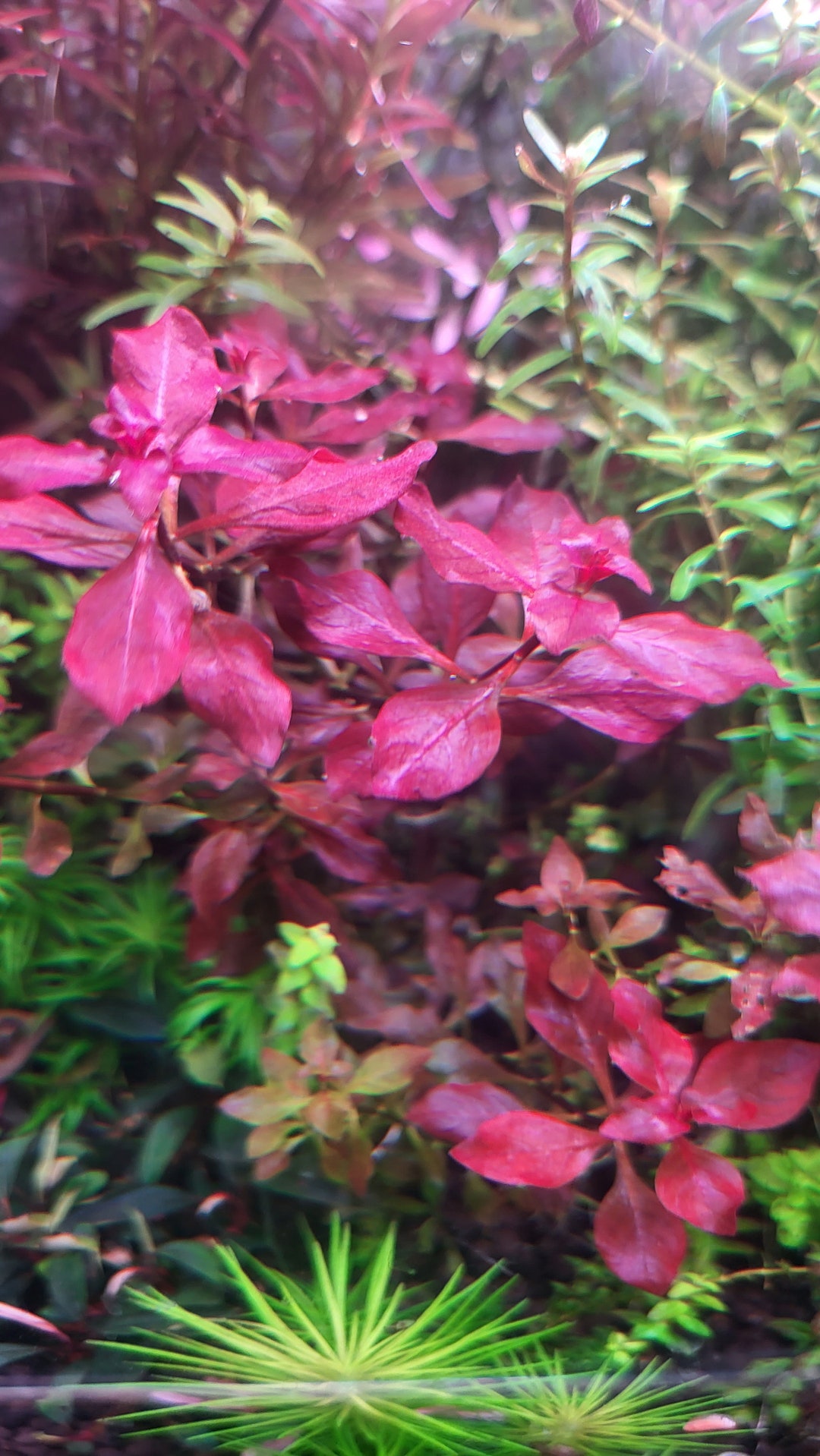 Ludwigia Super Red 5x - Etsy
