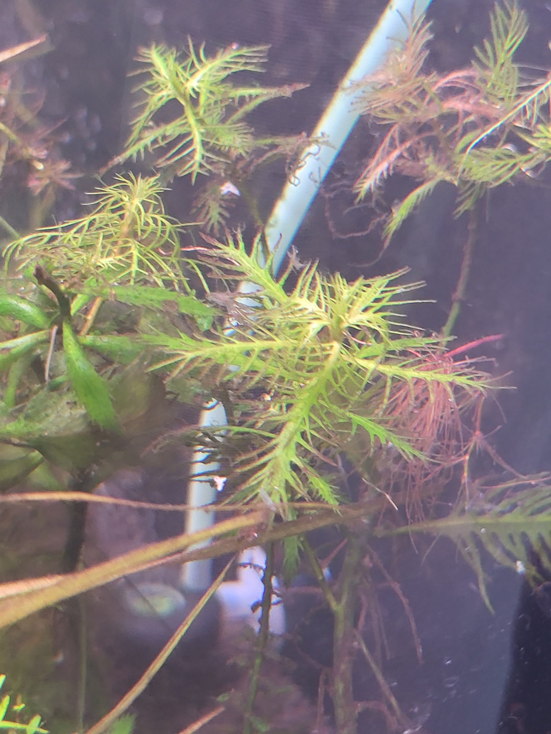 Mermaid Weed (proserpinaca Palustris) 3x - Etsy