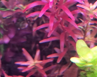 Rotala Blood Red SG Variant Live Aquarium Plant - Etsy