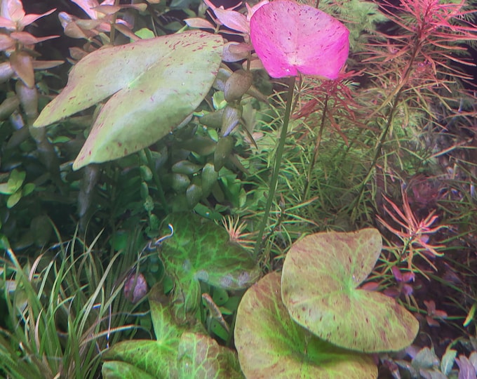 Small *RARE* Peru Maldonado Lilly - Etsy