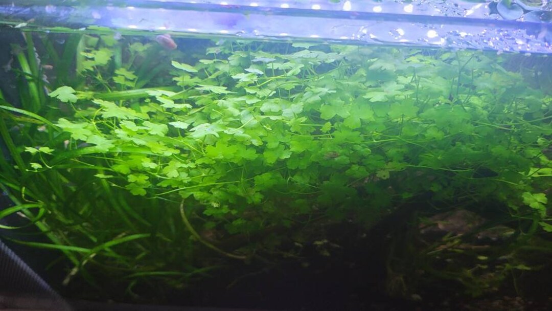 Hydrocotyle Triparta Japan Large Handful - Etsy