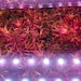 Blood Red SG 15x Stems - Etsy