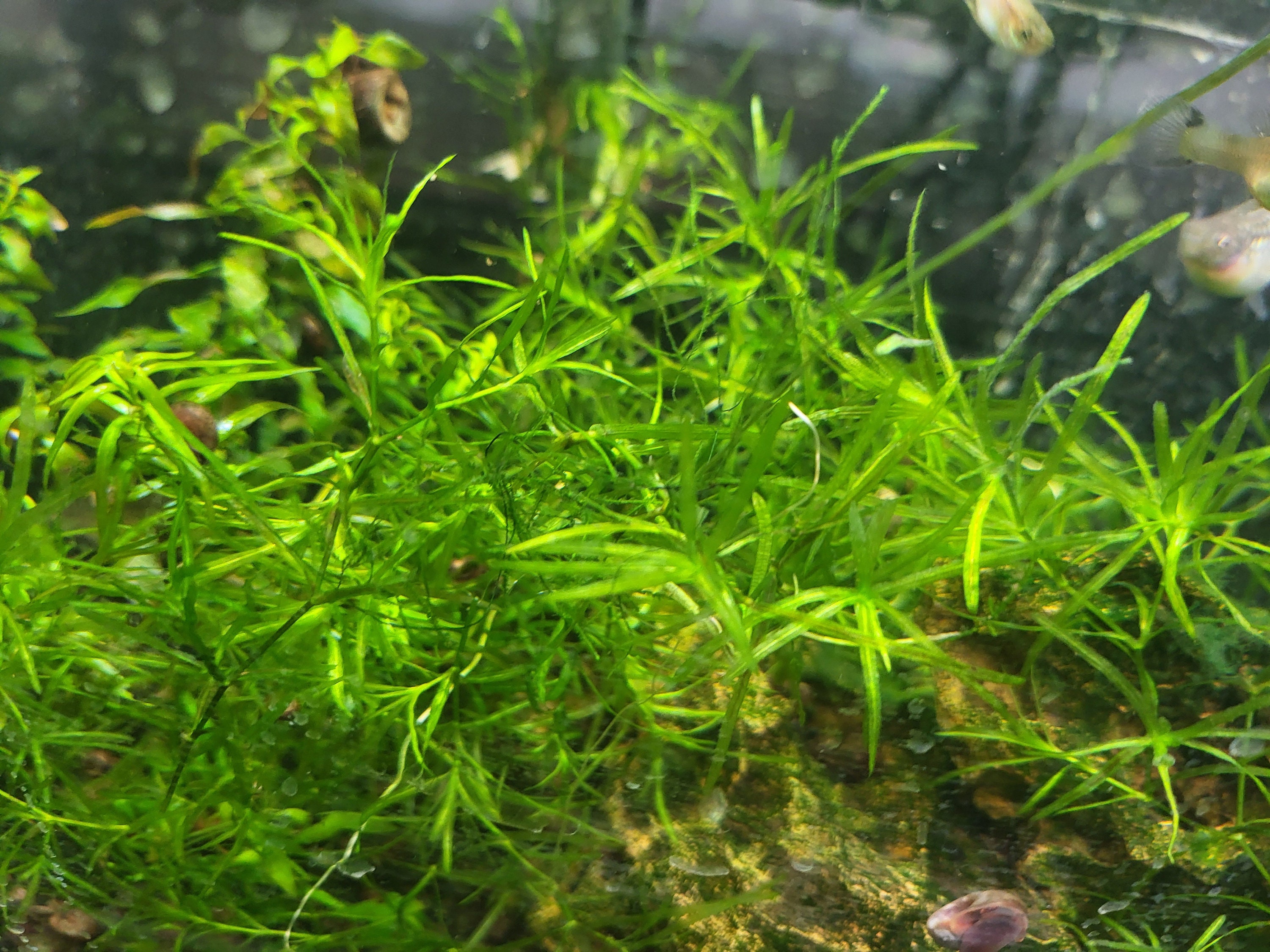 Guppy Grass Sale 2 Handfuls - Etsy