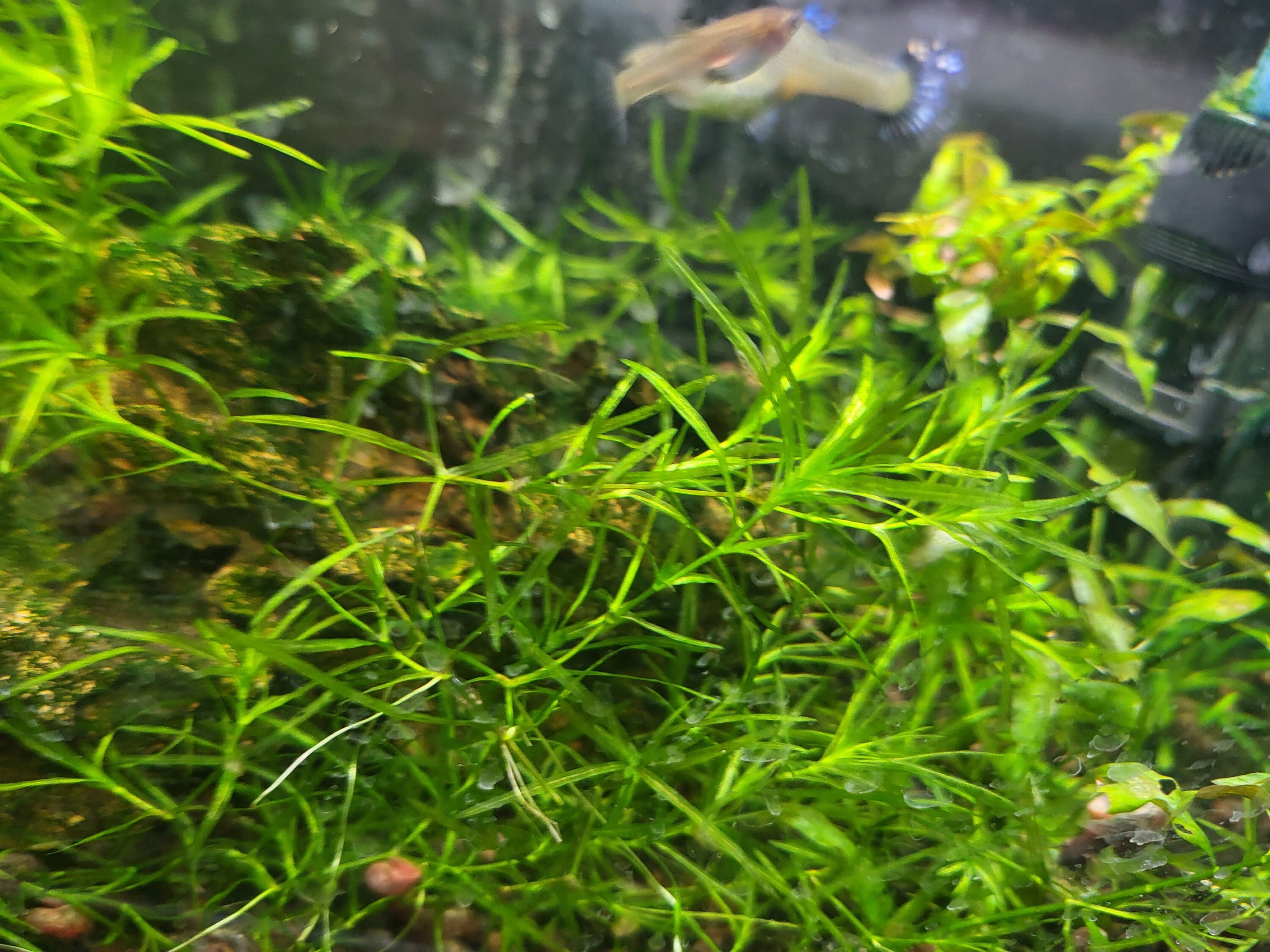 Guppy Grass Sale 2 Handfuls - Etsy